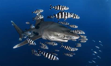 Pilot Fish All You Need To Know Surfs Up Magazine