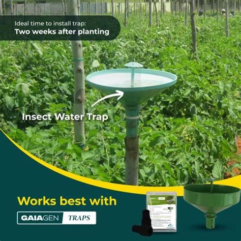 Diamondback Moth At ₹ 25 Pack In Guwahati Id 2851590868597