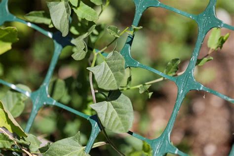 How To Control Bindweed Morning Glory Weed Gardener S Path