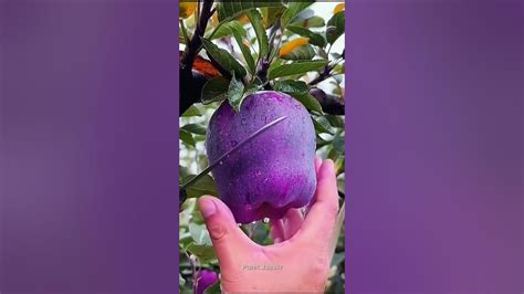 The Bast Very Sweet Blow Apply 029 🍎🍑 Youtube
