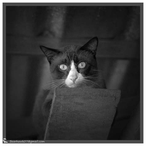 006 3 By Bearhawk07 On Deviantart