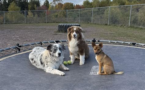 Downtown Dog Downtown Dog Resort And Animal Hospital