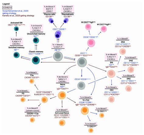 Abnormalities Of B Cell Development And Maturation In Download