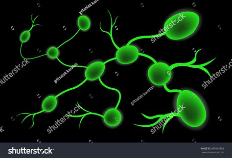 Lymph Node Lymphocyte Structure Vector Stock Vector Royalty Free