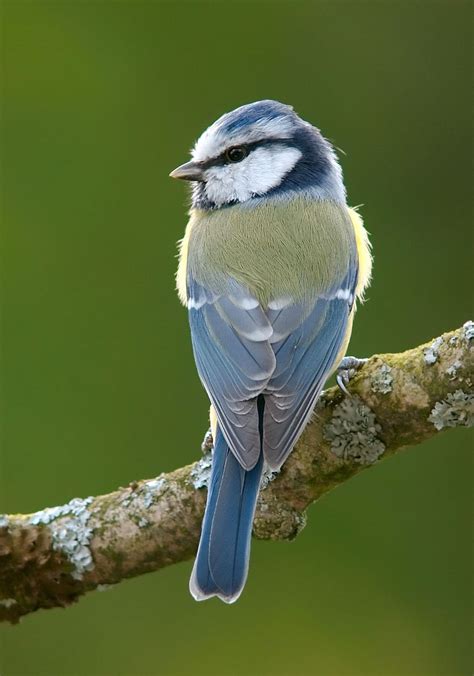 Фотографии птиц