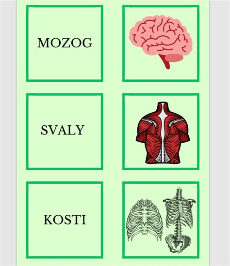 Pexeso ľudské Telo Prírodoveda Učiteliaučiteľomsk