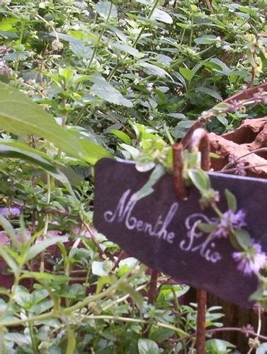 Menthe Pouille Flio 15 Graines Proposées