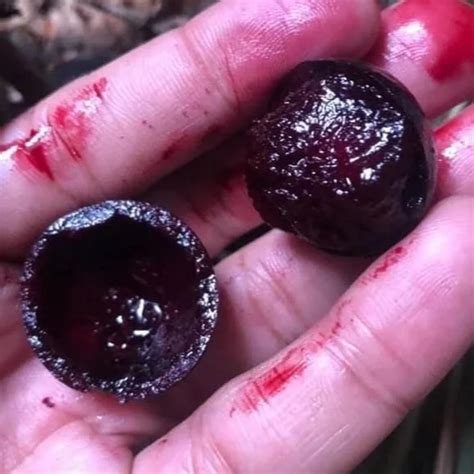 Dacryodes Macrophylla Atom — Bellamy Trees