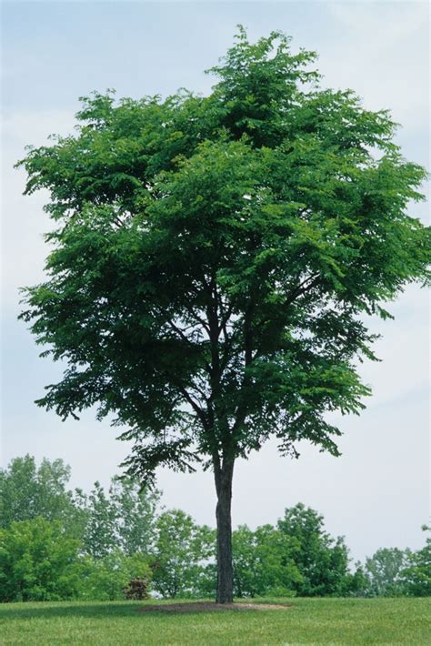 Gymnocladus Dioicus Kentucky Coffeetree Pea Ridge Forest