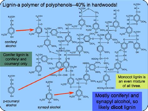 Lignin Basic Structure Download Scientific Diagram