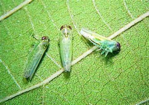 Leafhoppers The Beatsheet