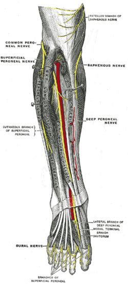 Infrapatellar Branch Of Saphenous Nerve Wikipedia
