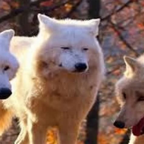 늑대무리 Youtube