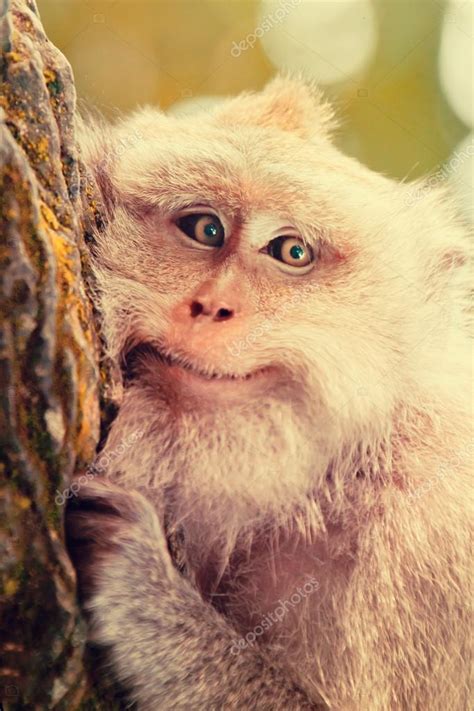 Cute Smiling Monkey