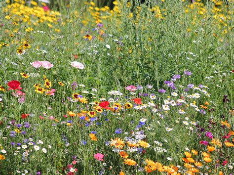 How To Grow Wildflower Garden At John Triche Blog