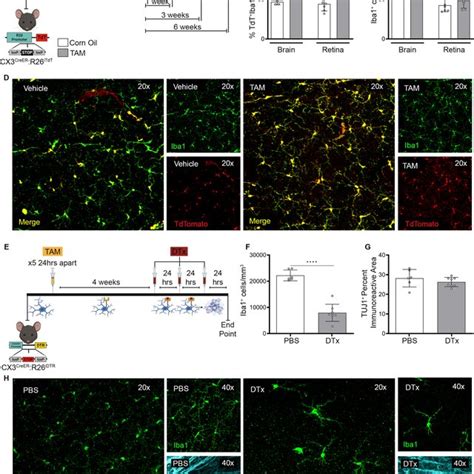 Amoeboid Microglia Proliferate And Transition To A Ramified State In
