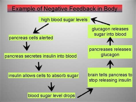 I Will Understand How Feedback Loops In The