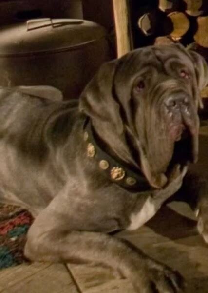 Bully Neapolitan Mastiff Fan Casting