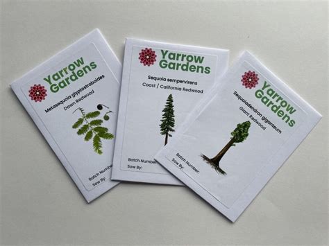 Dawn Redwood Seeds Chinese Sourced Metasequoia Redwood Trees