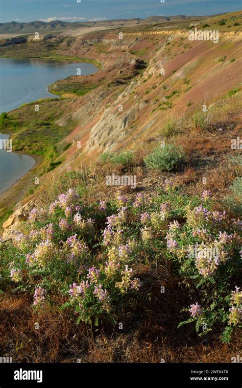Columbia River At White Bluffs Hanford Reach National Monument