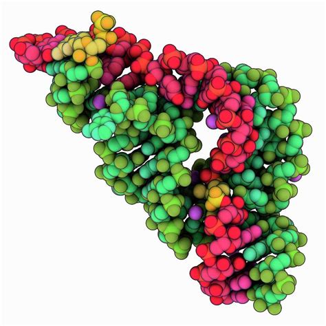 Hammerhead Ribozyme Molecule 4 Photograph By Science Photo Library