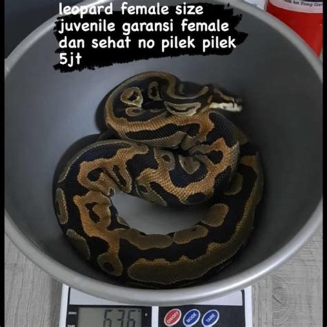 Jual Ball Python Leopard Ball Phyton Leopard Female Kab Tangerang