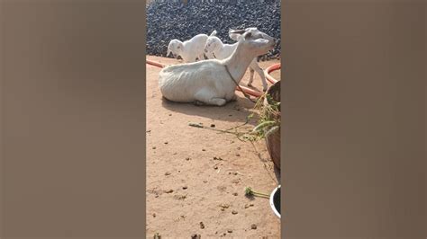 28 February 2025 Youtube