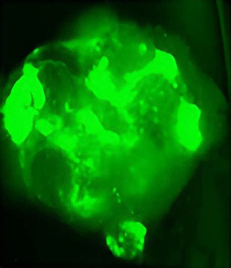 Scientists Identify Potential Treatments For Emerging Zoonotic Pathogens