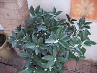 Kumquat In Spanish English Spanish Dictionary Glosbe