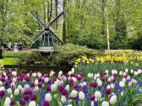 Keukenhof Garden Essential Tips For Visiting The Dutch Tulips