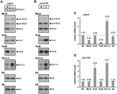 Srna Analysis In V Cholerae Δybey And Rne Ctdtn Northern Blot