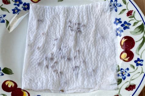 6 Ways To Cold Stratify Seeds And 36 Plants That Need Stratification