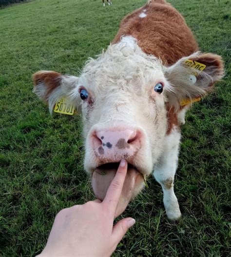 Blups And Boops R Blup