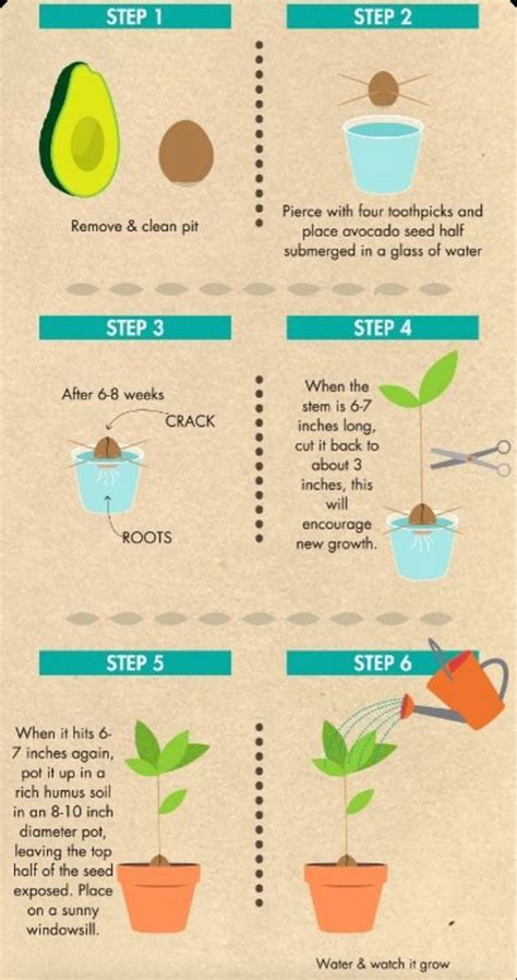 How To Grow An Avocado Plant Artofit
