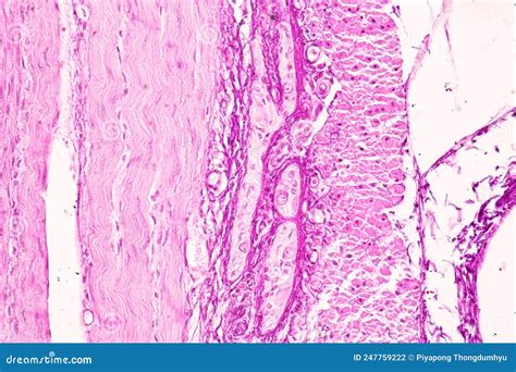 Small Intestine Duodenum And Vermiform Appendix Human Under The