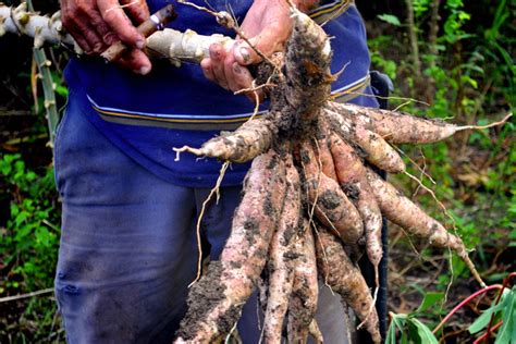 Pictures Of Cassava