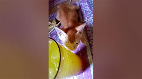 My Cutie Kitty Wants Sofdrinks Youtube