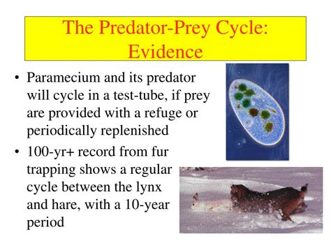 Ppt Predator Prey Interactions Powerpoint Presentation Free Download