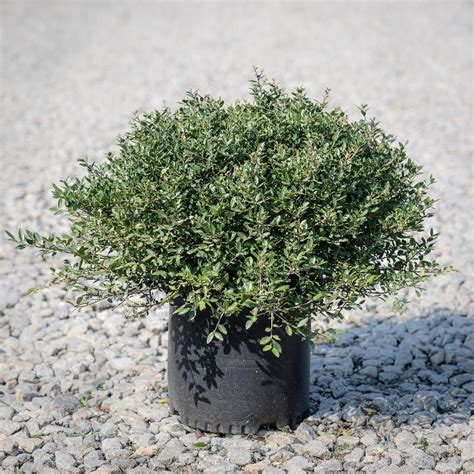 Ilex Vomitoria Schillings ~ Schillings Yaupon Holly Gobuyplants