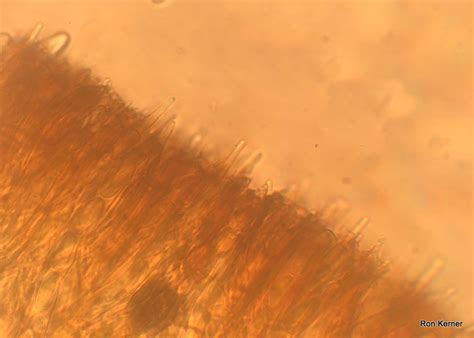 Urnula Craterium At Indiana Mushrooms