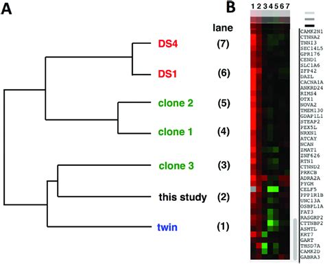 Cluster Analysis Of Comparable Studies Using Isogenic Disomictrisomic