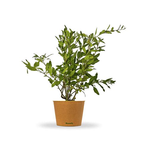 Goji Beere „günther“ Beerenpflanze In Gärtnerqualität Kaufen