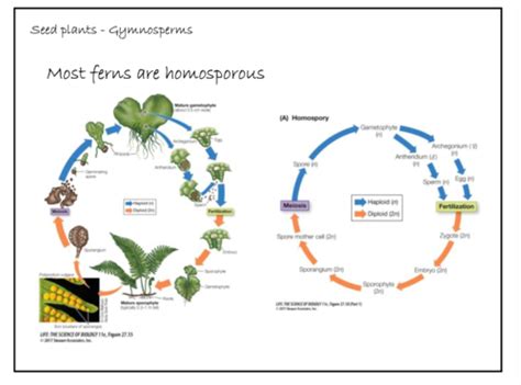 Bio 200 Lecture 15 Seed Plants Gymnosperms And Angiosperms Flashcards Quizlet