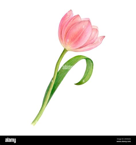 Single Pink Tulip Drawing