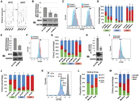 Myc And Max Regulate The Cell Cycle And Mep Specification A Myc And