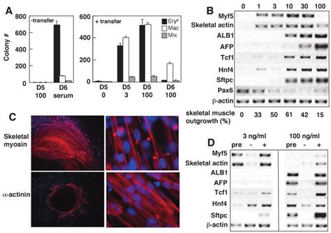 Induction Of Mesoderm And Endoderm Derivatives In Ebs Differentiated In