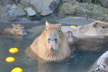 Capybaras Enjoying Japanese Hot Springs
