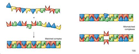 Nucleic Acid Duplex Formation Showing The Complementary Recognition