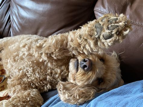 Services Doggie Sweetdreamz