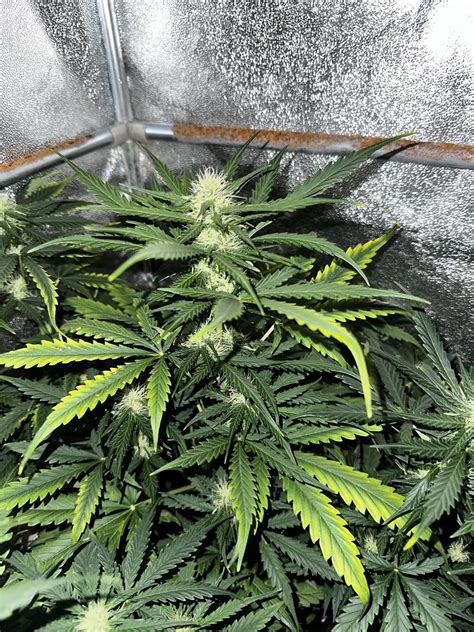 Leaf Diagnosis R Microgrowery